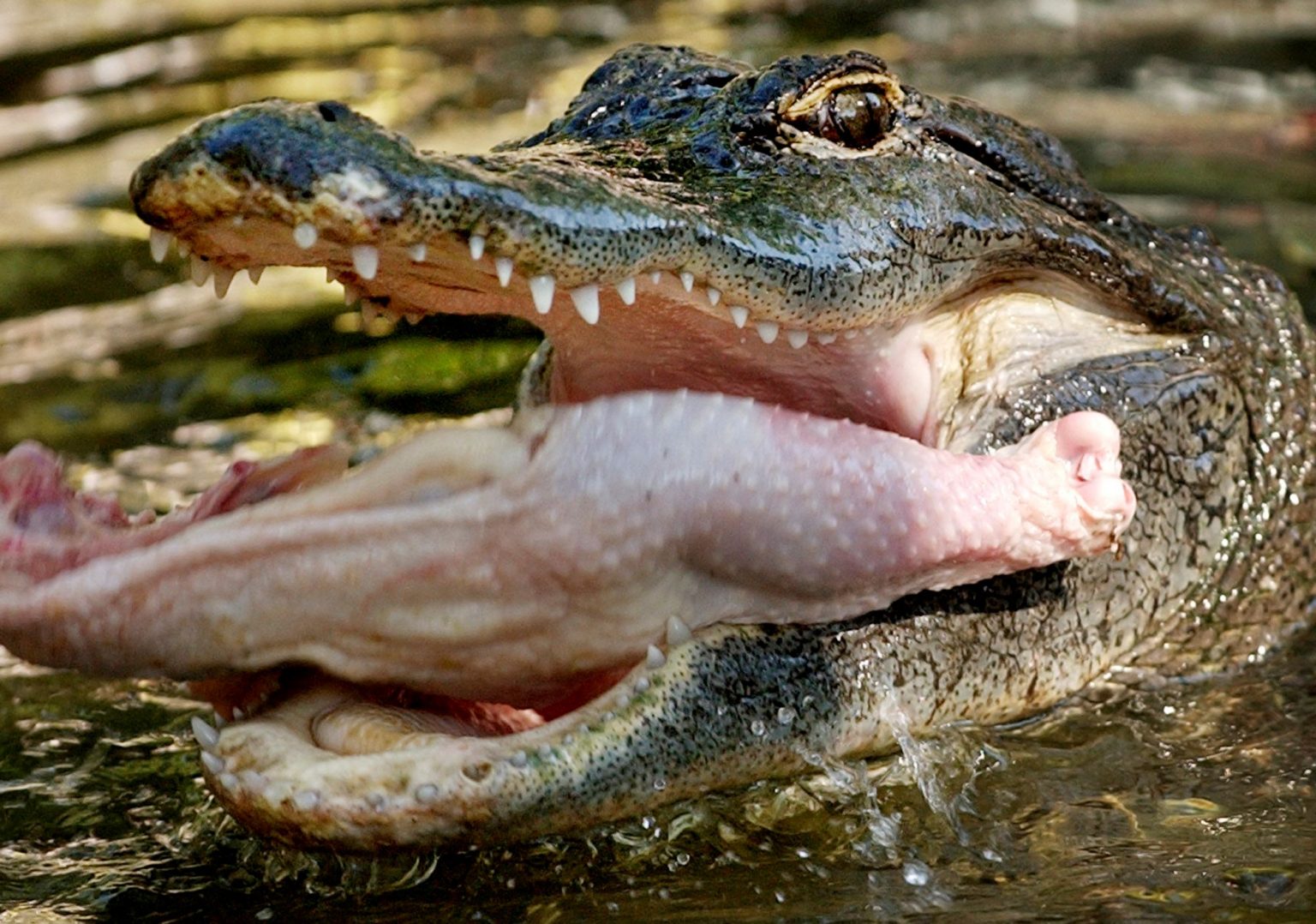 A Surprising List of Cannibalistic Species - tovima.com