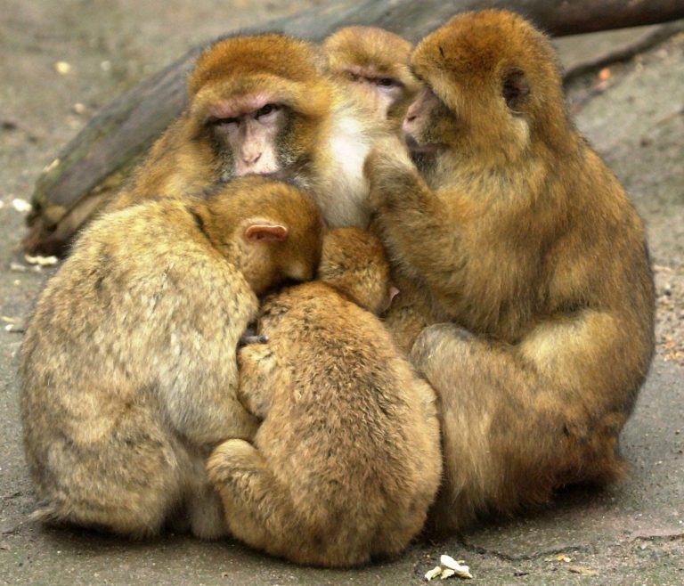 A Surprising List of Cannibalistic Species - tovima.com