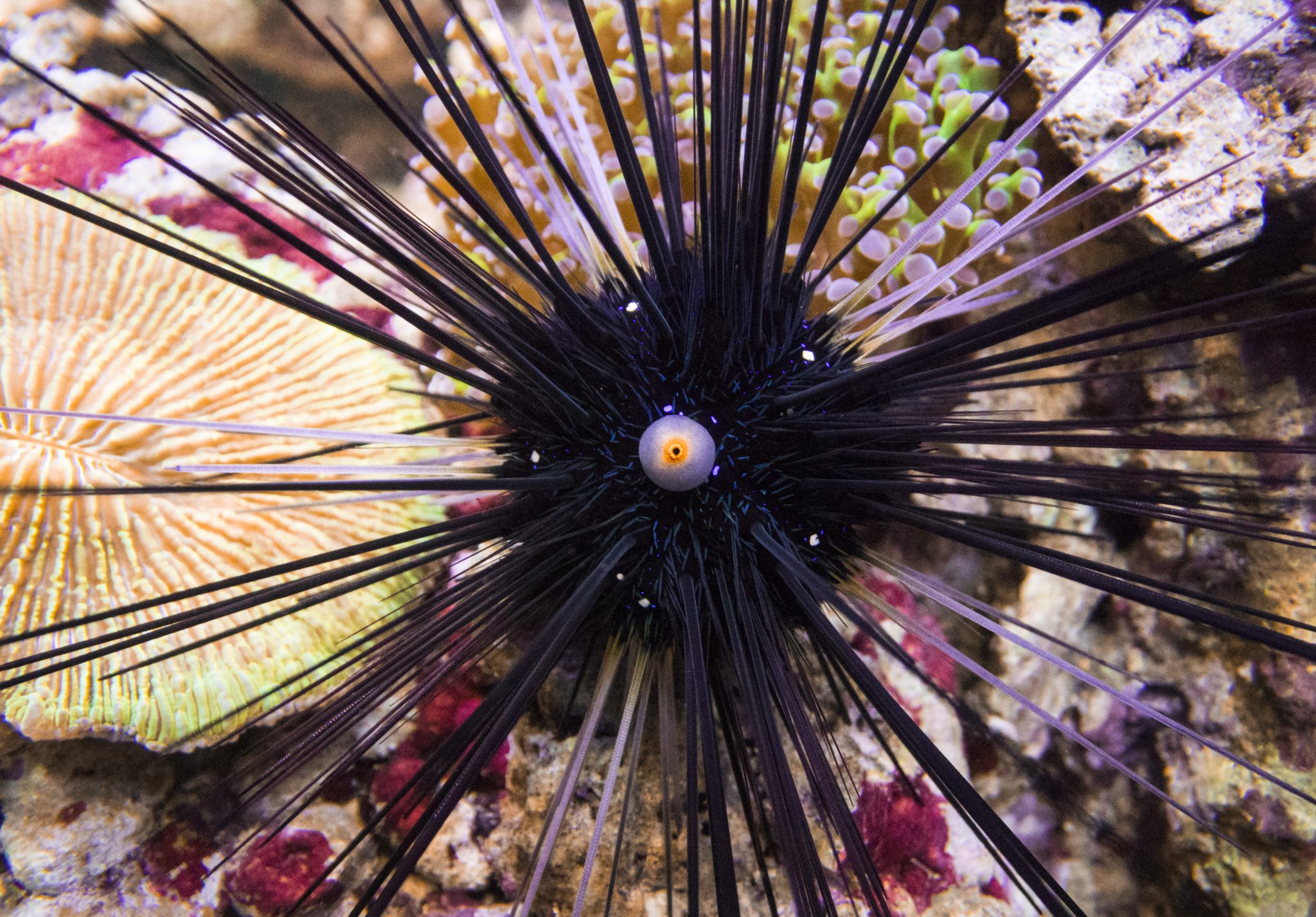 Invasive Species in Greece: If You Can’t Beat ‘Em, Eat ‘Em! - tovima.com