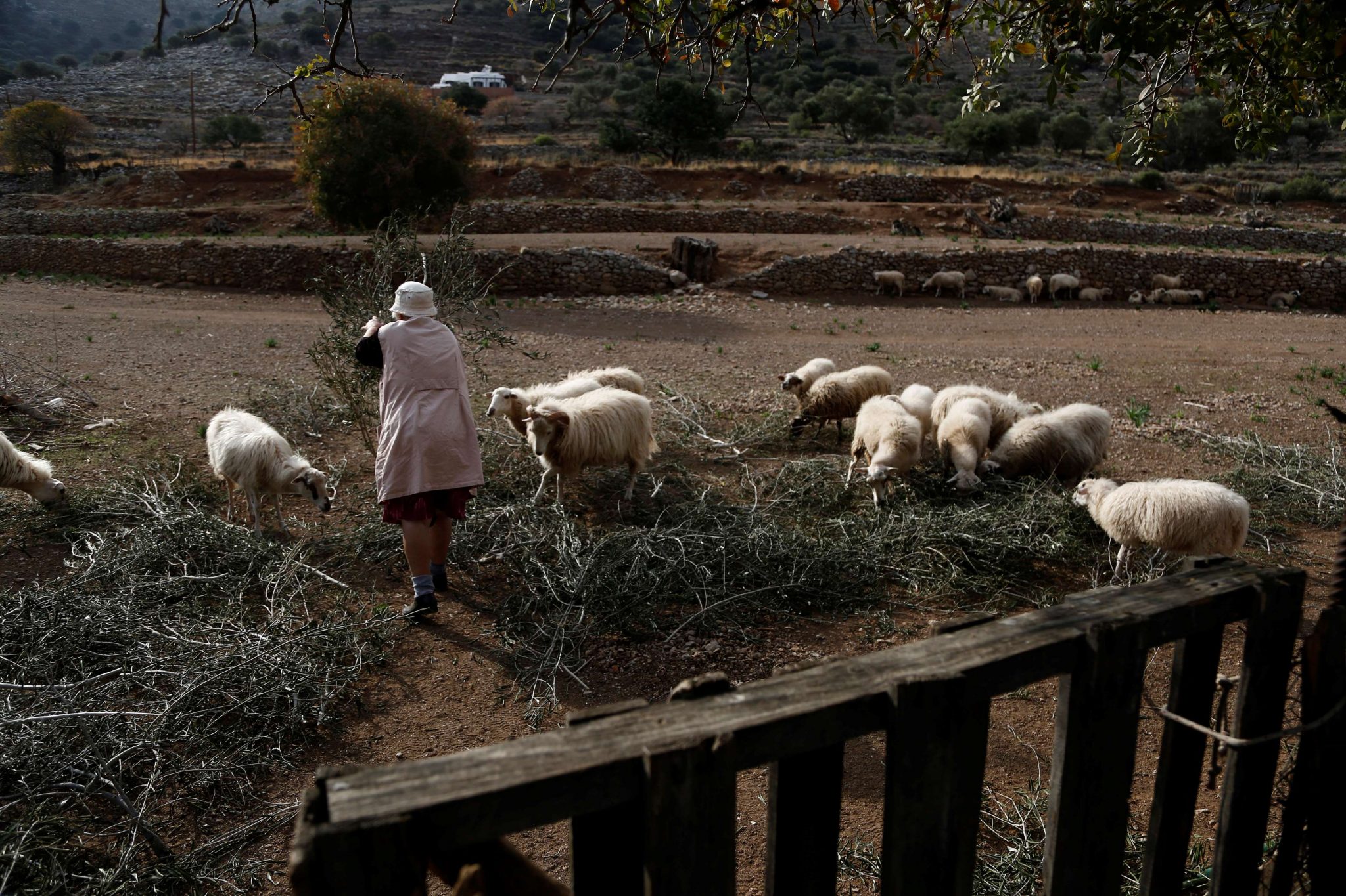 Sheep Pox Outbreak in Northern Greece Leads to Mass Culling - tovima.com