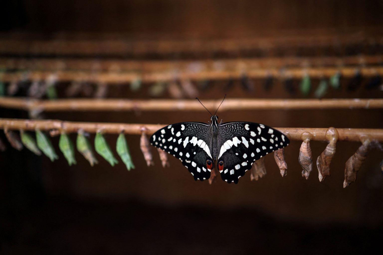 Greece's Butterflies Struggle for Survival Amid Climate Change - tovima.com