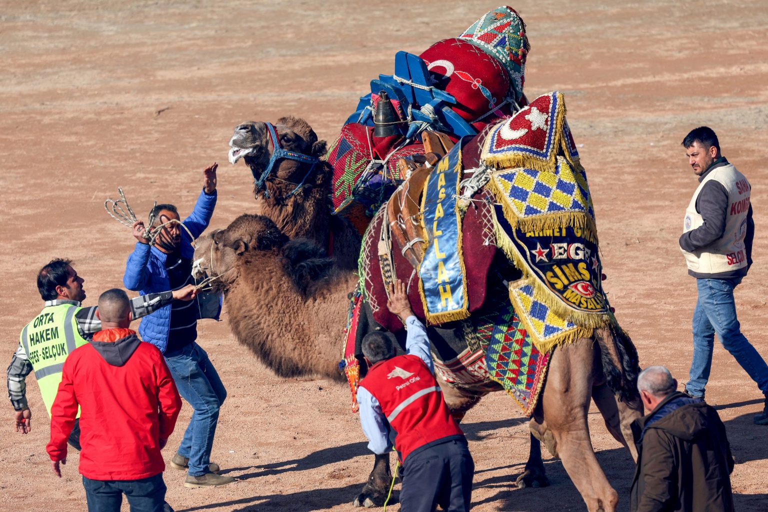 Camel Wrestling: Turkey's Bizarre Tradition - tovima.com