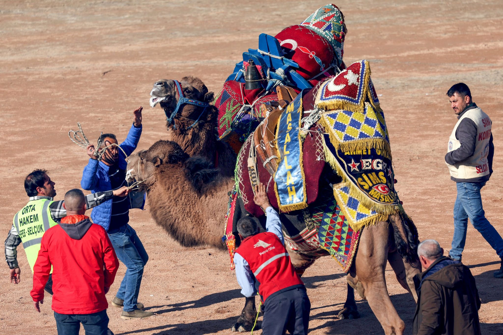 Camel Wrestling: Turkey's Bizarre Tradition - tovima.com