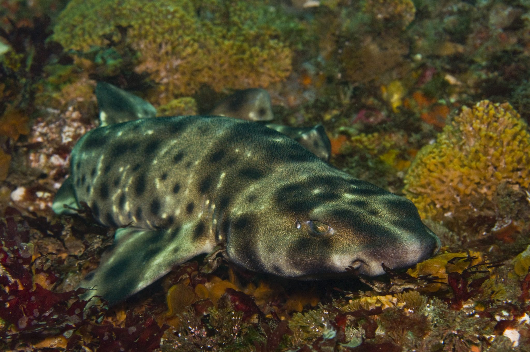 Sharks in Greece: Misunderstood Predators Facing Extinction - tovima.com