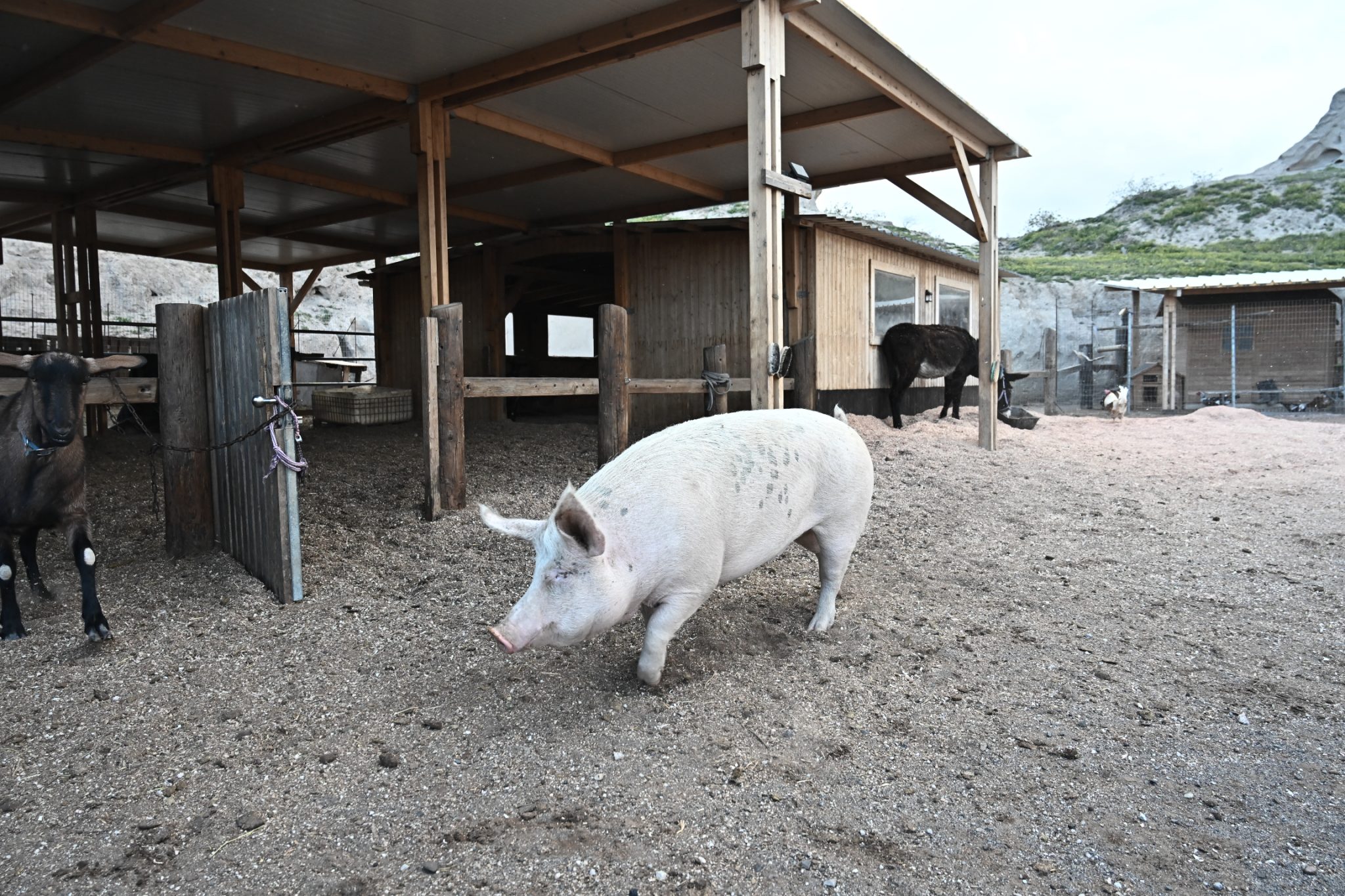 Shaken But Not Forgotten: What Happens with Santorini's Strays, Famous ...