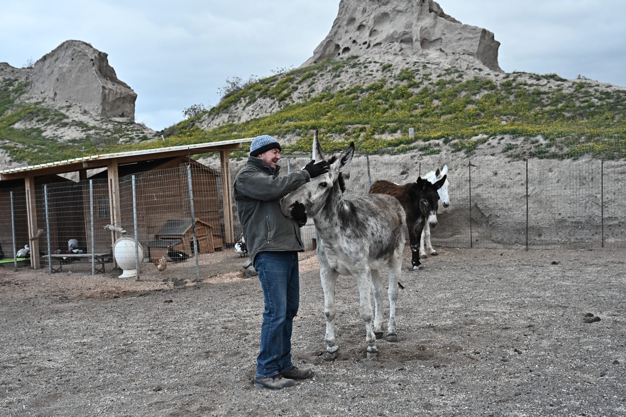 Shaken But Not Forgotten: What Happens with Santorini's Strays, Famous ...