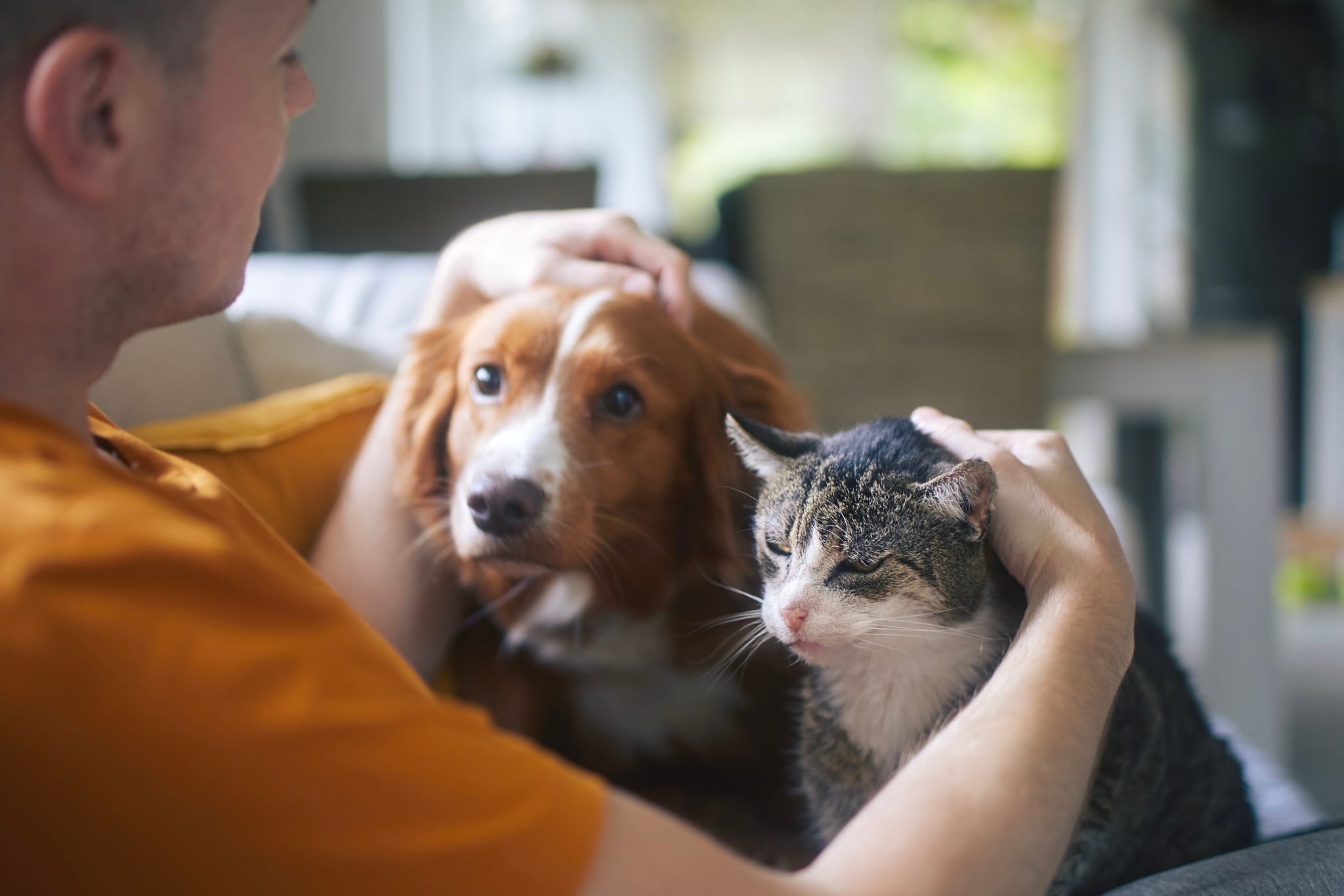 Takis Shelter, the Viral Greek Animal Rescue Story Captivating Animal ...