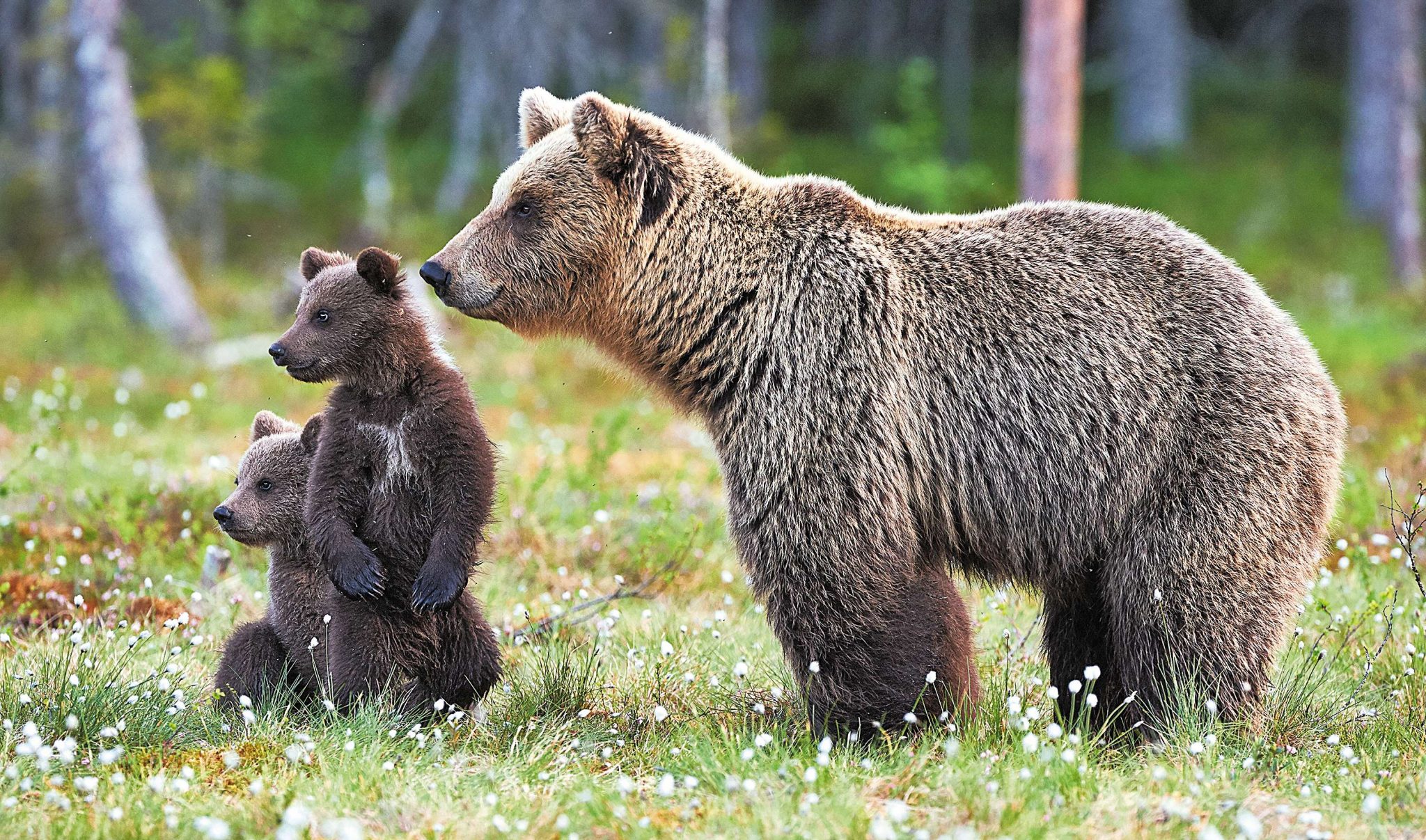 Protected Bears Are Being Shot in Greece as Frustration Grows Over ...