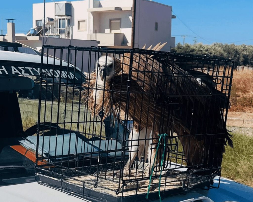 Kindness in Uniform: Crete’s Police Redefine Animal Welfare - tovima.com