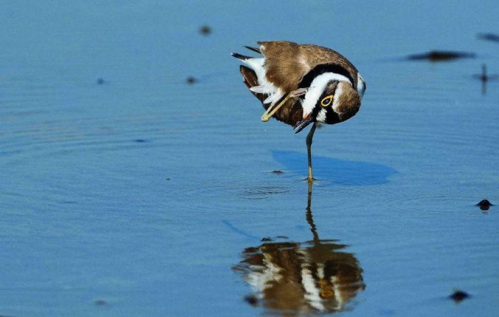 Where the Rivers Meet the Sky: Evros Delta’s Winter Miracle - tovima.com