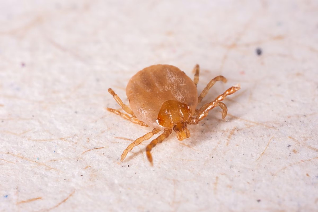 Tick Season: Rising Summer Health Risks & Prevention - tovima.com